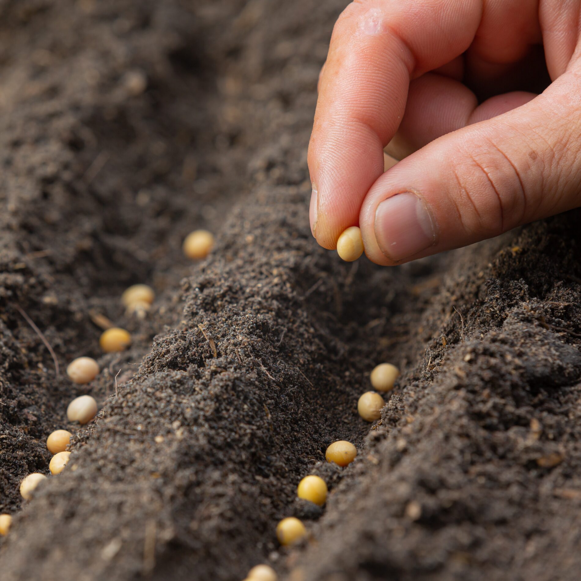 Semillas Archives • Agronatura Daval S.L